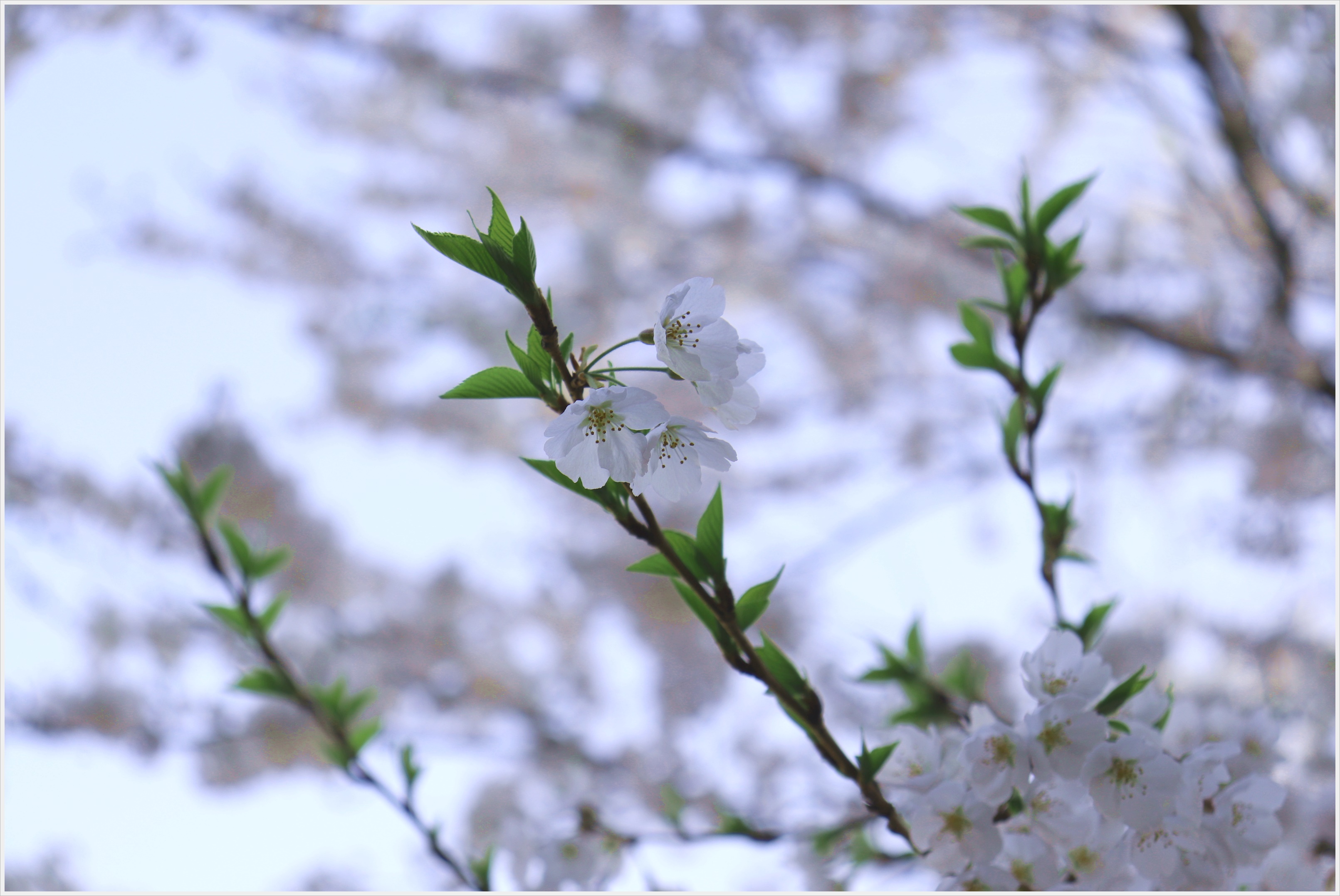 誠一文字のHyper‐Store